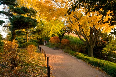 An October Fall-Color Tree Walk | Chicago Botanic Garden
