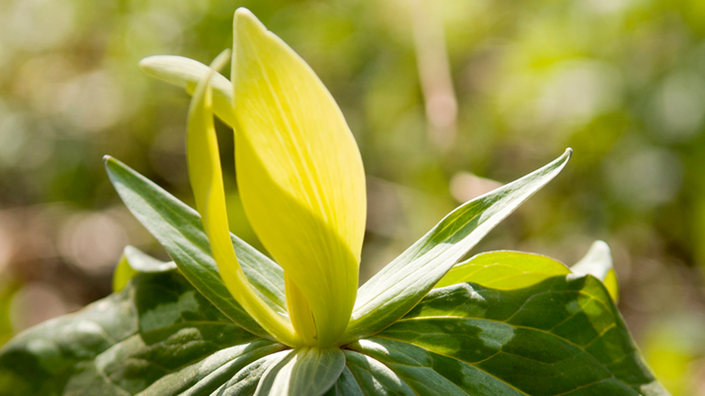 Chicago Botanic Garden :: Ticket Selection