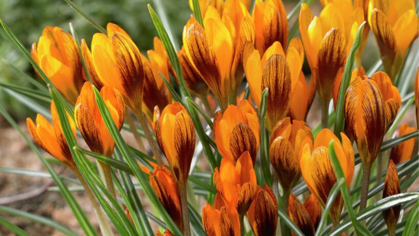 Chicago Botanic Garden :: Ticket Selection