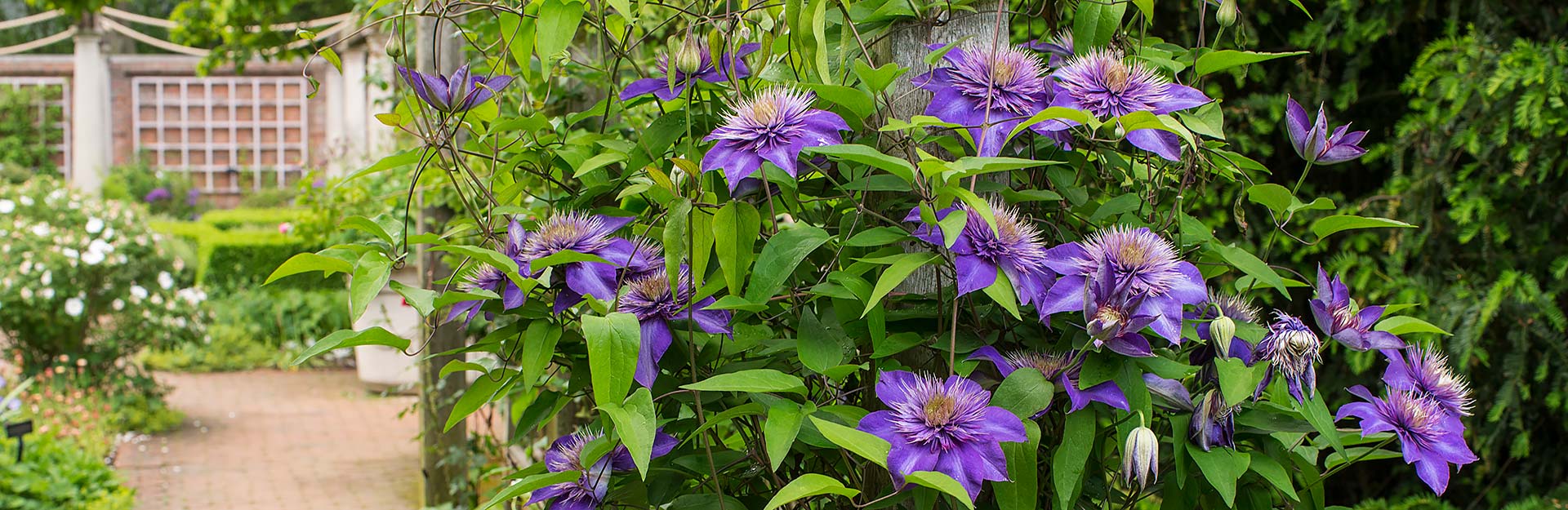 Chester Jankowski, Jr. | Chicago Botanic Garden