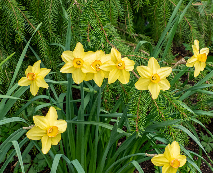 Dreaming of spring color | Chicago Botanic Garden