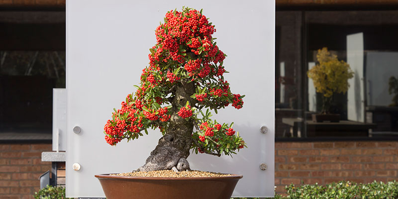 Bonsai Collection | Chicago Botanic Garden