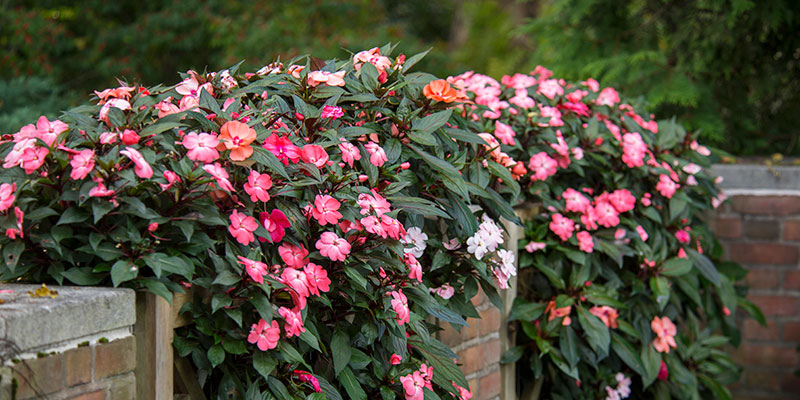 Buehler Enabling Garden | Chicago Botanic Garden