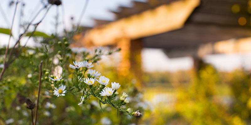 Native Plant Garden | Chicago Botanic Garden