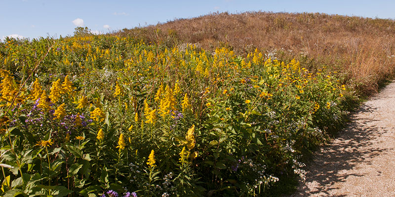 Dixon Prairie | Chicago Botanic Garden