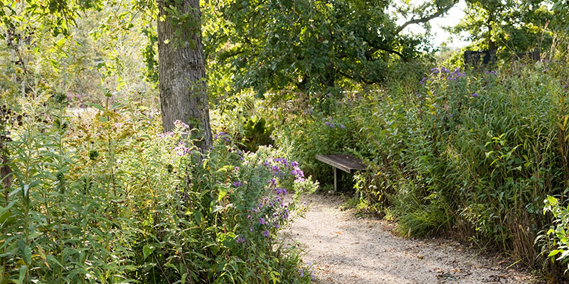 Dixon Prairie | Chicago Botanic Garden