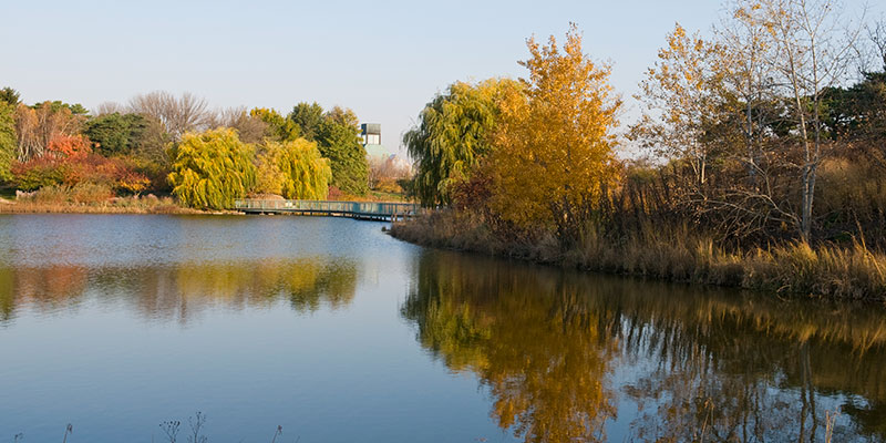 Dixon Prairie | Chicago Botanic Garden