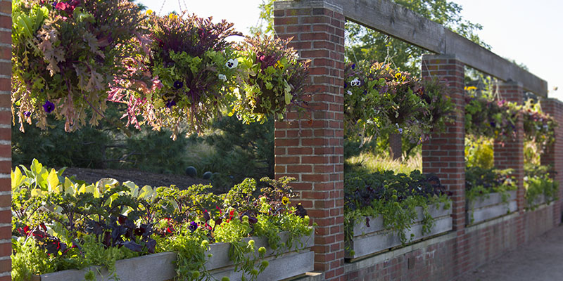 Regenstein Fruit & Vegetable Garden | Chicago Botanic Garden