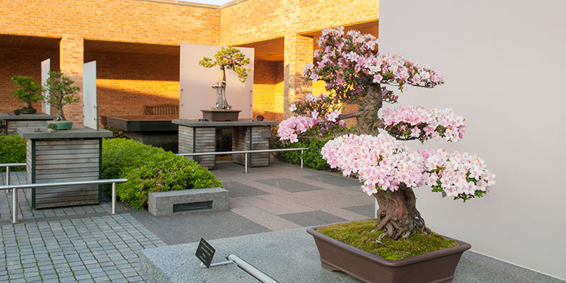 Bonsai Collection | Chicago Botanic Garden