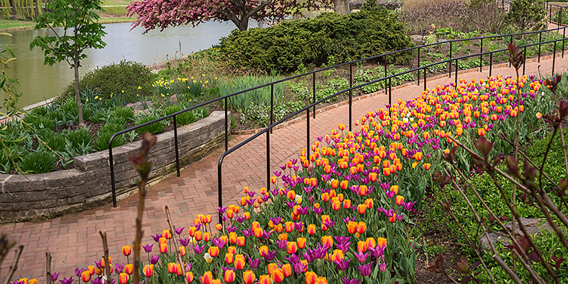 Graham Bulb Garden | Chicago Botanic Garden