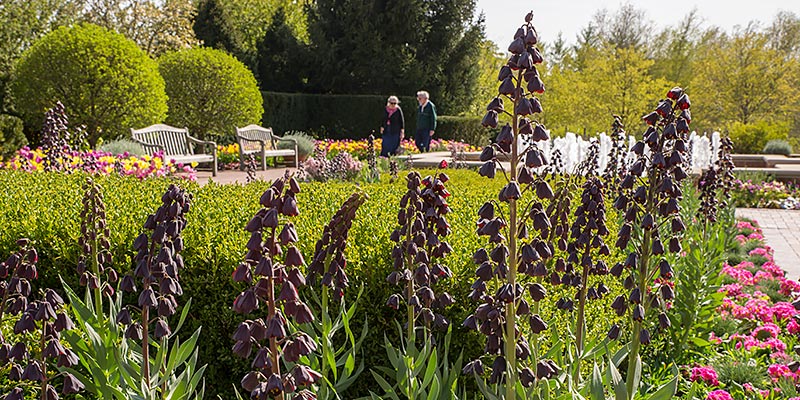 Circle Garden | Chicago Botanic Garden