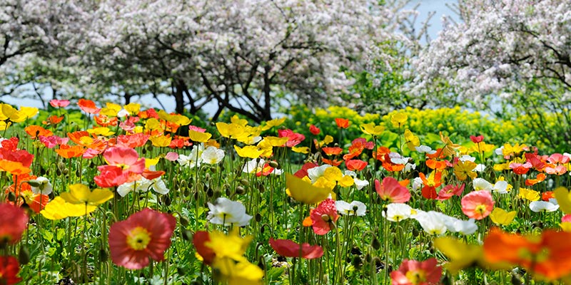 English Oak Meadow | Chicago Botanic Garden