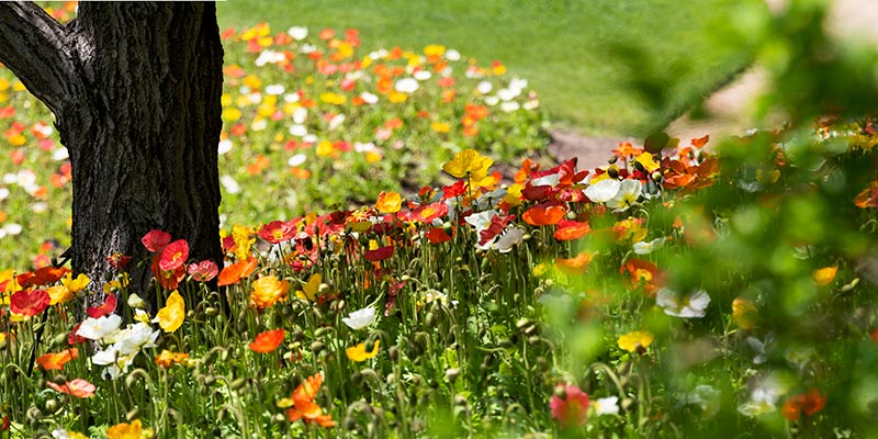 English Oak Meadow | Chicago Botanic Garden