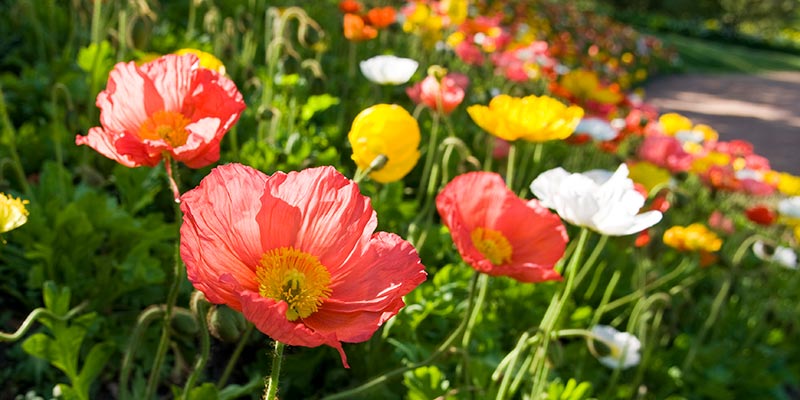 English Oak Meadow | Chicago Botanic Garden