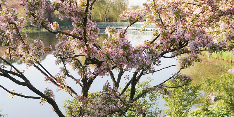 Lakeside Gardens | Chicago Botanic Garden