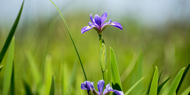 Dixon Prairie | Chicago Botanic Garden