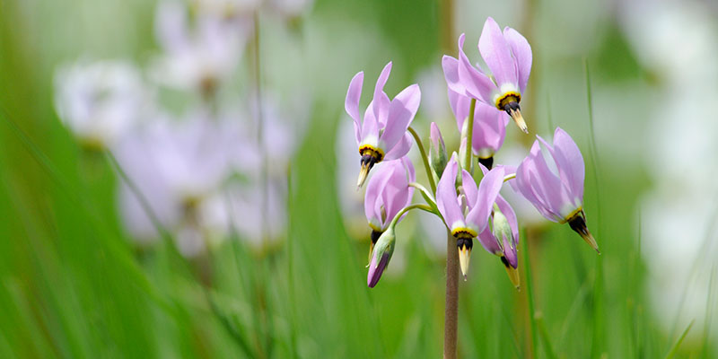 Dixon Prairie | Chicago Botanic Garden