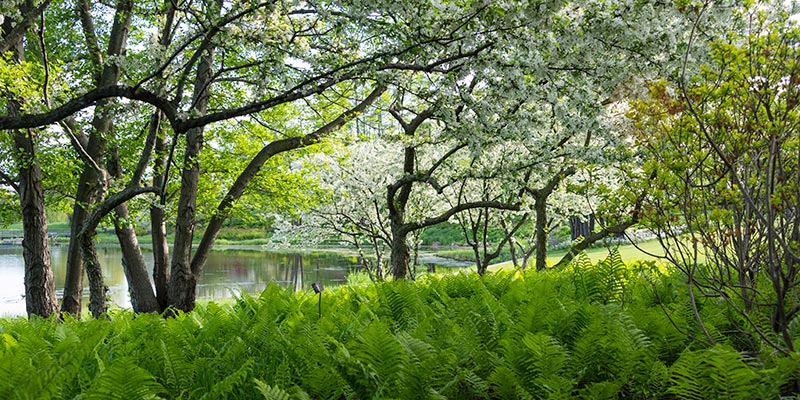 Water Gardens | Chicago Botanic Garden
