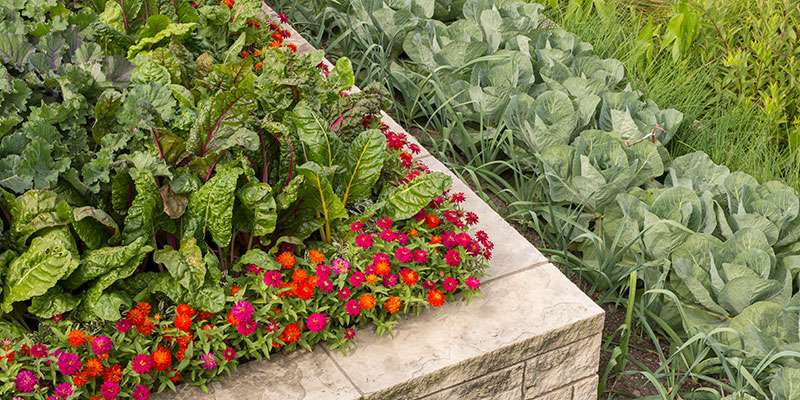 Regenstein Fruit & Vegetable Garden | Chicago Botanic Garden