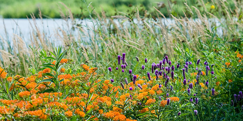 Dixon Prairie | Chicago Botanic Garden