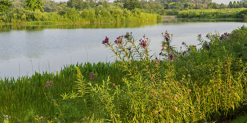 Dixon Prairie | Chicago Botanic Garden