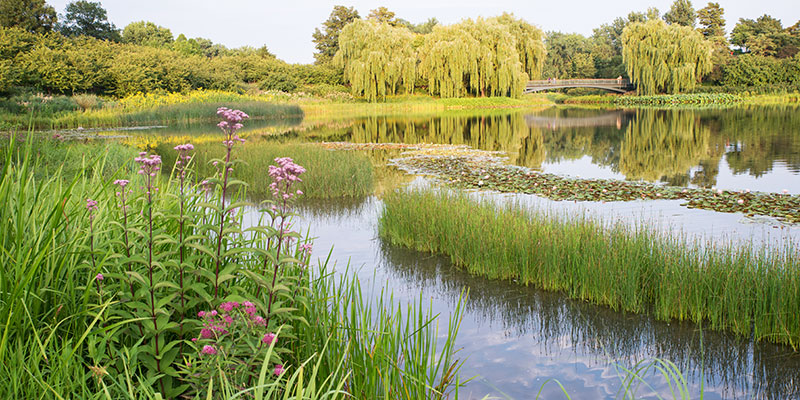 Water Gardens | Chicago Botanic Garden