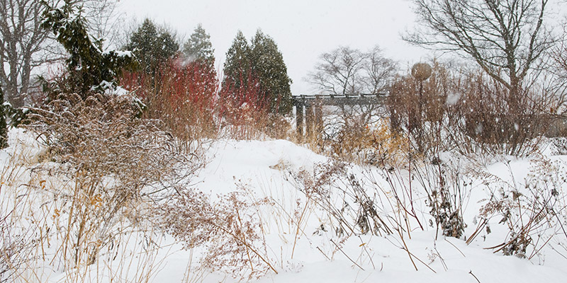 Native Plant Garden | Chicago Botanic Garden
