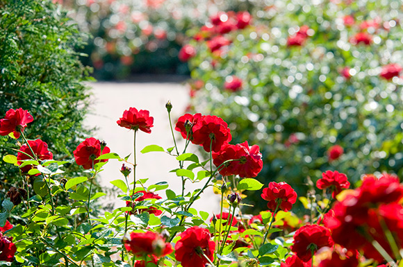 Roses: Visiting the Queen of Flowers | Chicago Botanic Garden