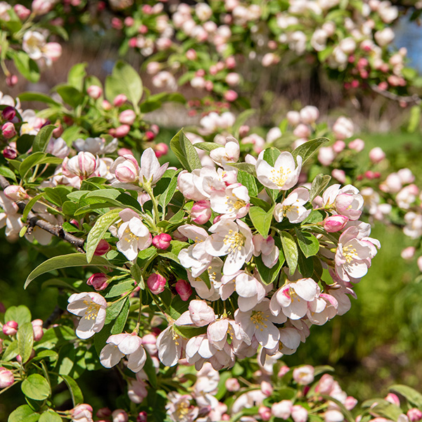 Spring at the Garden | Chicago Botanic Garden