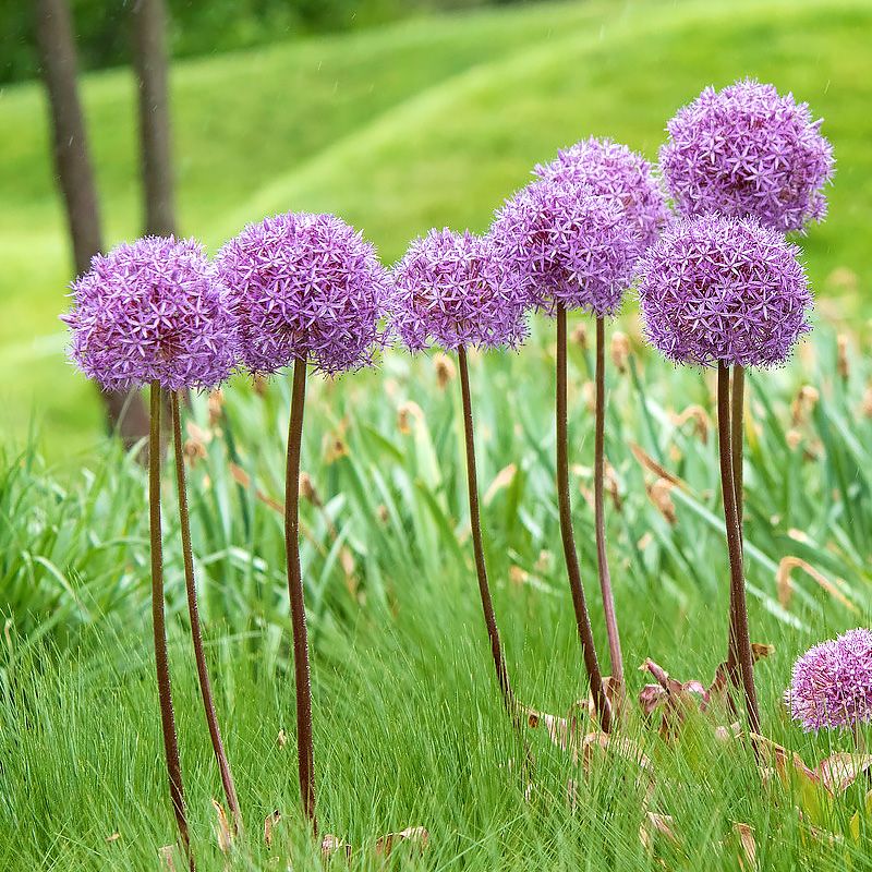 Spring at the Garden | Chicago Botanic Garden