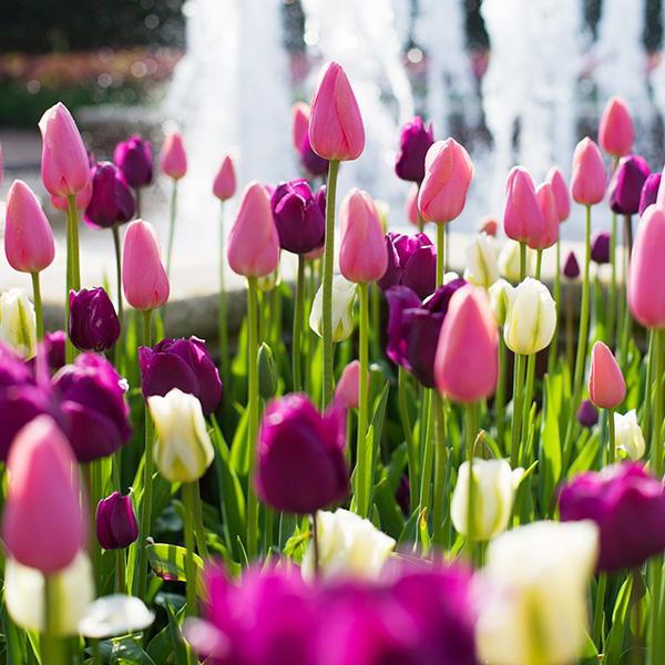 Spring at the Garden | Chicago Botanic Garden