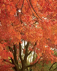 Green Mountain Sugar Maple | Chicago Botanic Garden