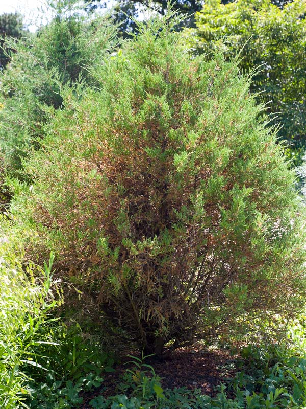 Eastern Red Cedar Tree Facts Identification Uses Pictures