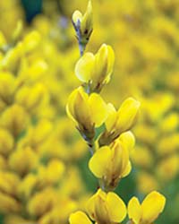 Yellow Wild Indigo | Chicago Botanic Garden