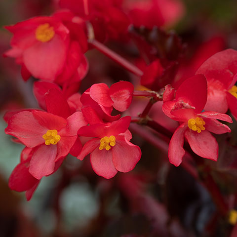 Bloom Highlights | Chicago Botanic Garden