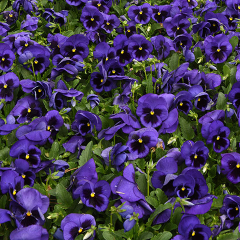 Bloom Highlights | Chicago Botanic Garden