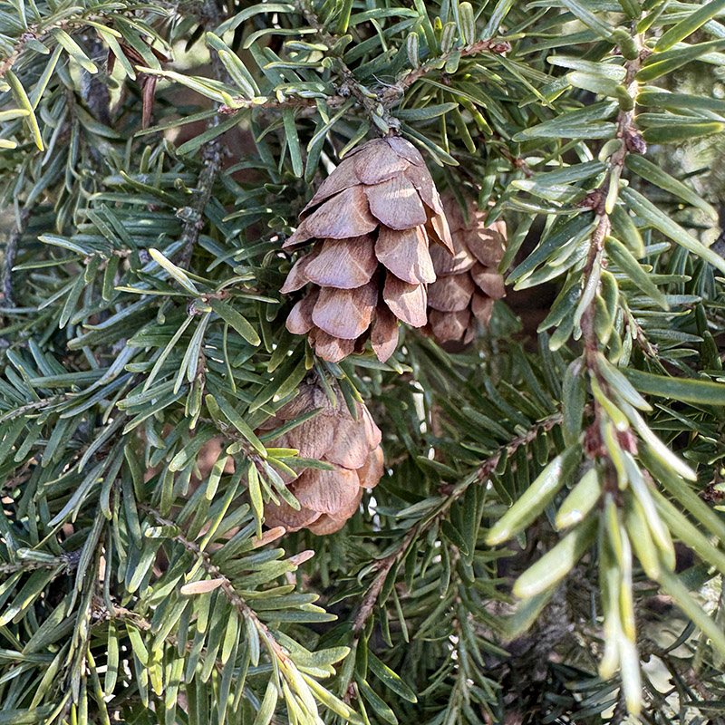 Bloom Highlights | Chicago Botanic Garden