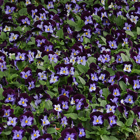 Garden Walks | Chicago Botanic Garden