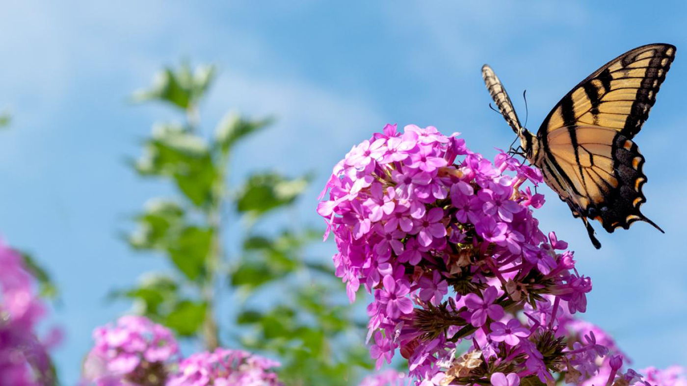 Visit | Chicago Botanic Garden