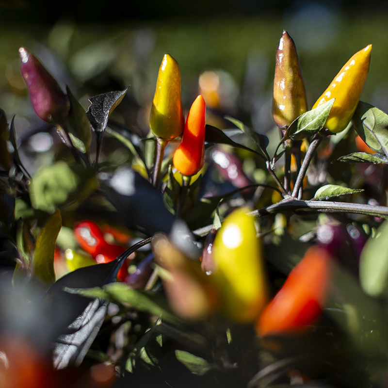 Bloom Highlights | Chicago Botanic Garden