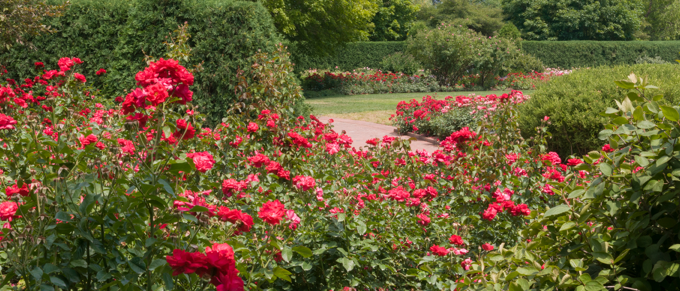 Red Roses Garden