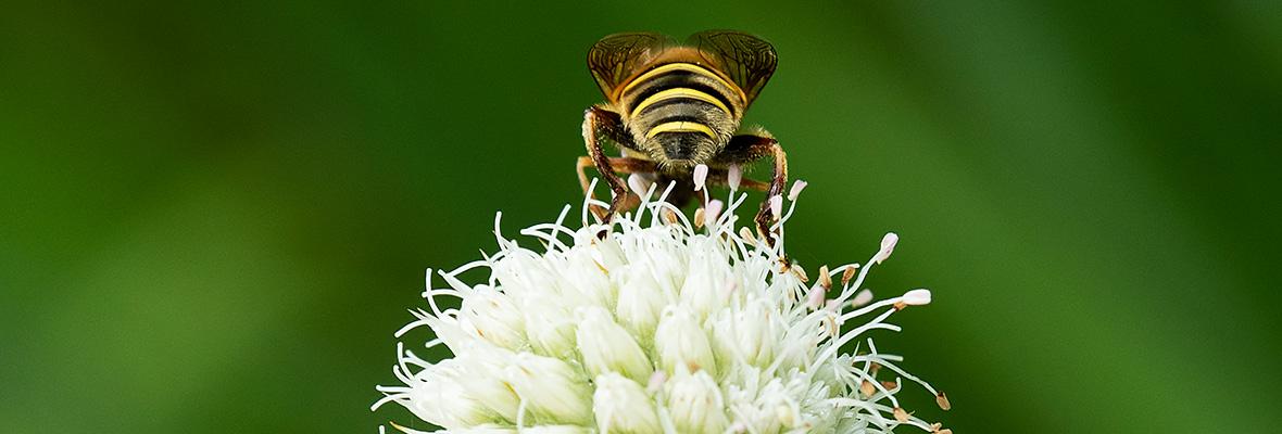 Chicago Botanic Garden