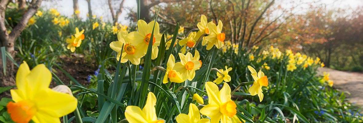 Chicago Botanic Garden