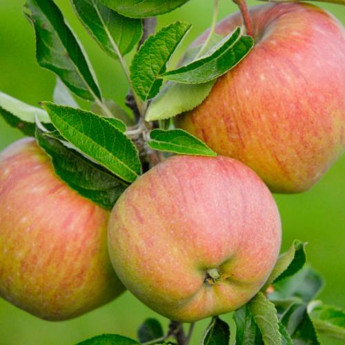 Visit | Chicago Botanic Garden