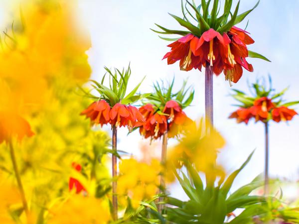 Chicago Botanic Garden
