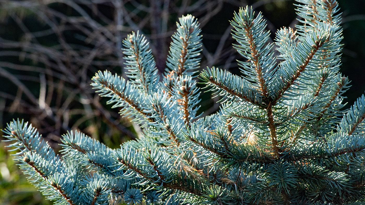 Calendar | Chicago Botanic Garden