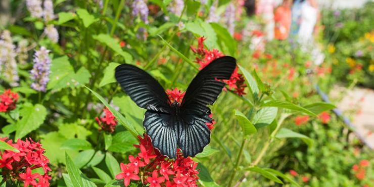 Butterflies & Blooms | Chicago Botanic Garden