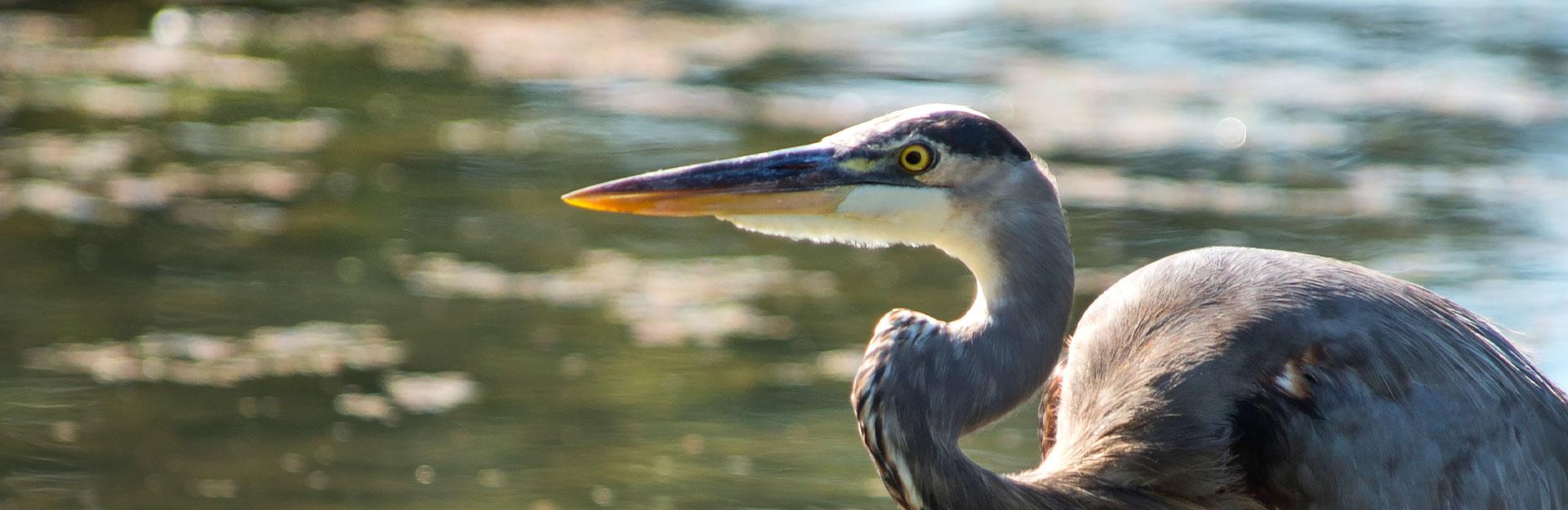 Birding | Chicago Botanic Garden