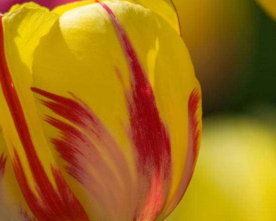 Bulb-mania Infographic | Chicago Botanic Garden