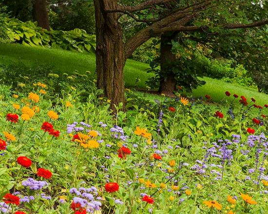 English Oak Meadow | Chicago Botanic Garden